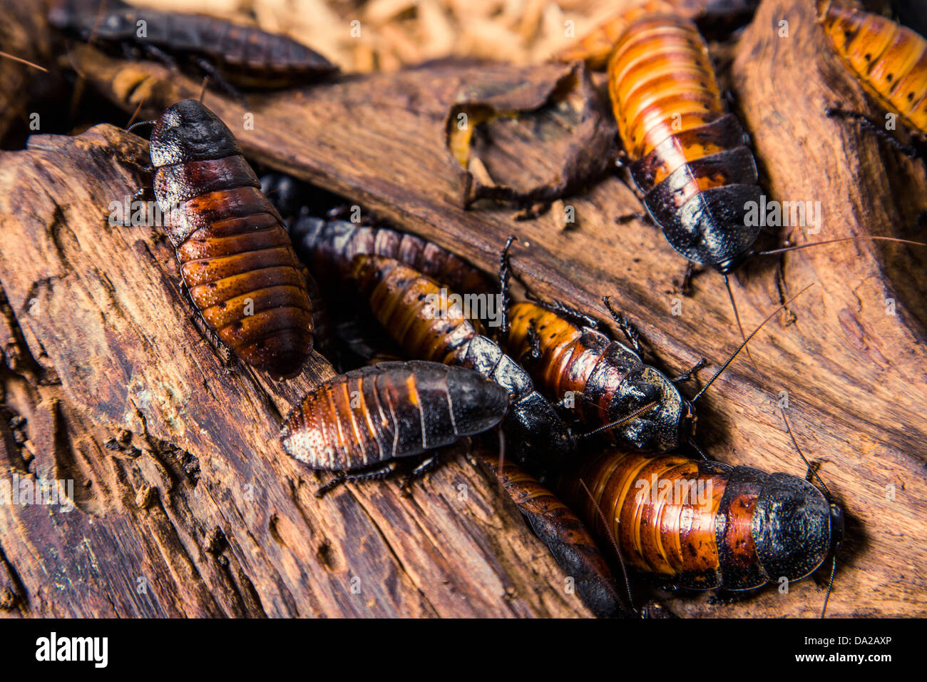 Cockroaches hi-res stock photography and images - Alamy