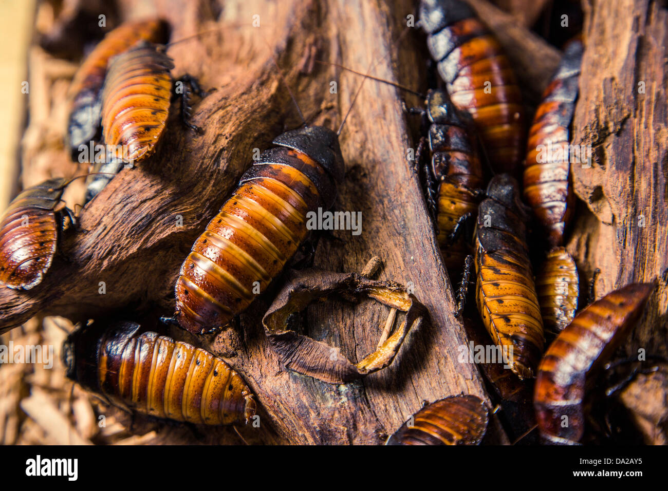 Cockroaches High Resolution Stock Photography and Images - Alamy