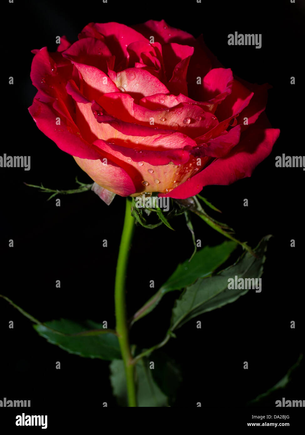 Dark Red Rose With Stem