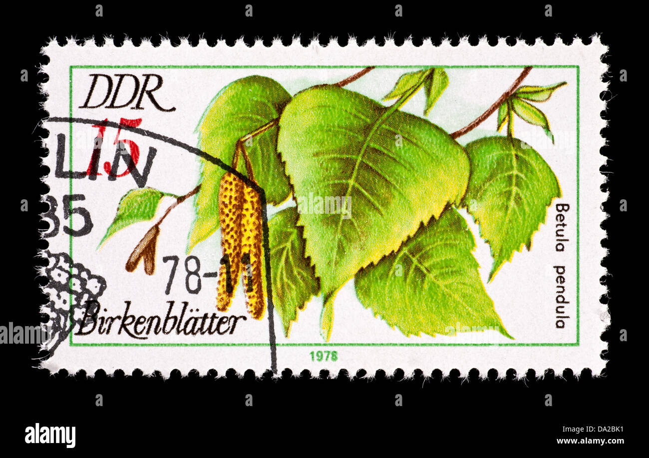 Postage stamp from East Germany depicting the leaves and flower of the ...