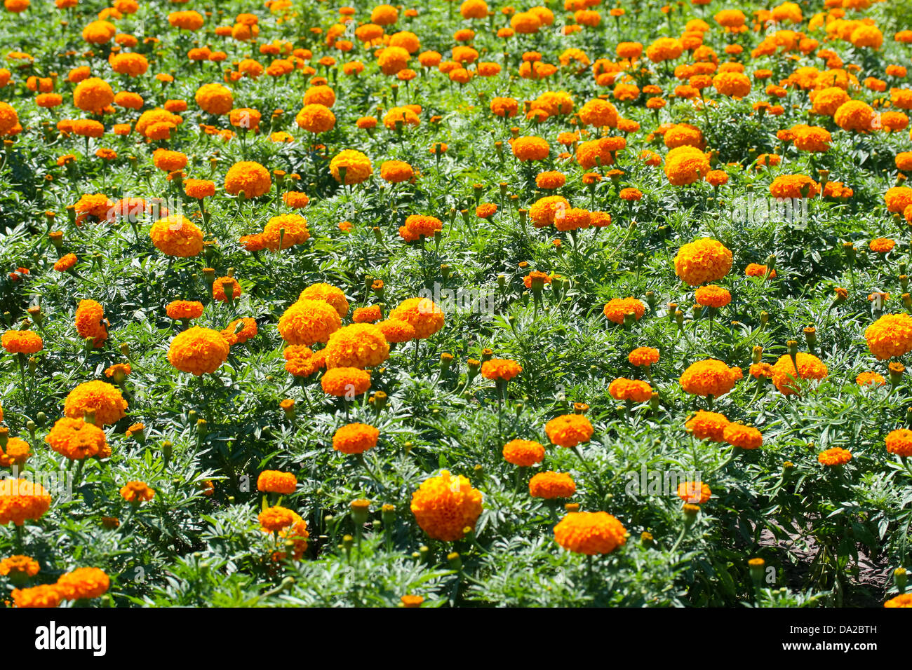 This is a close up shot of field of orange flower with shallow DOF like ...