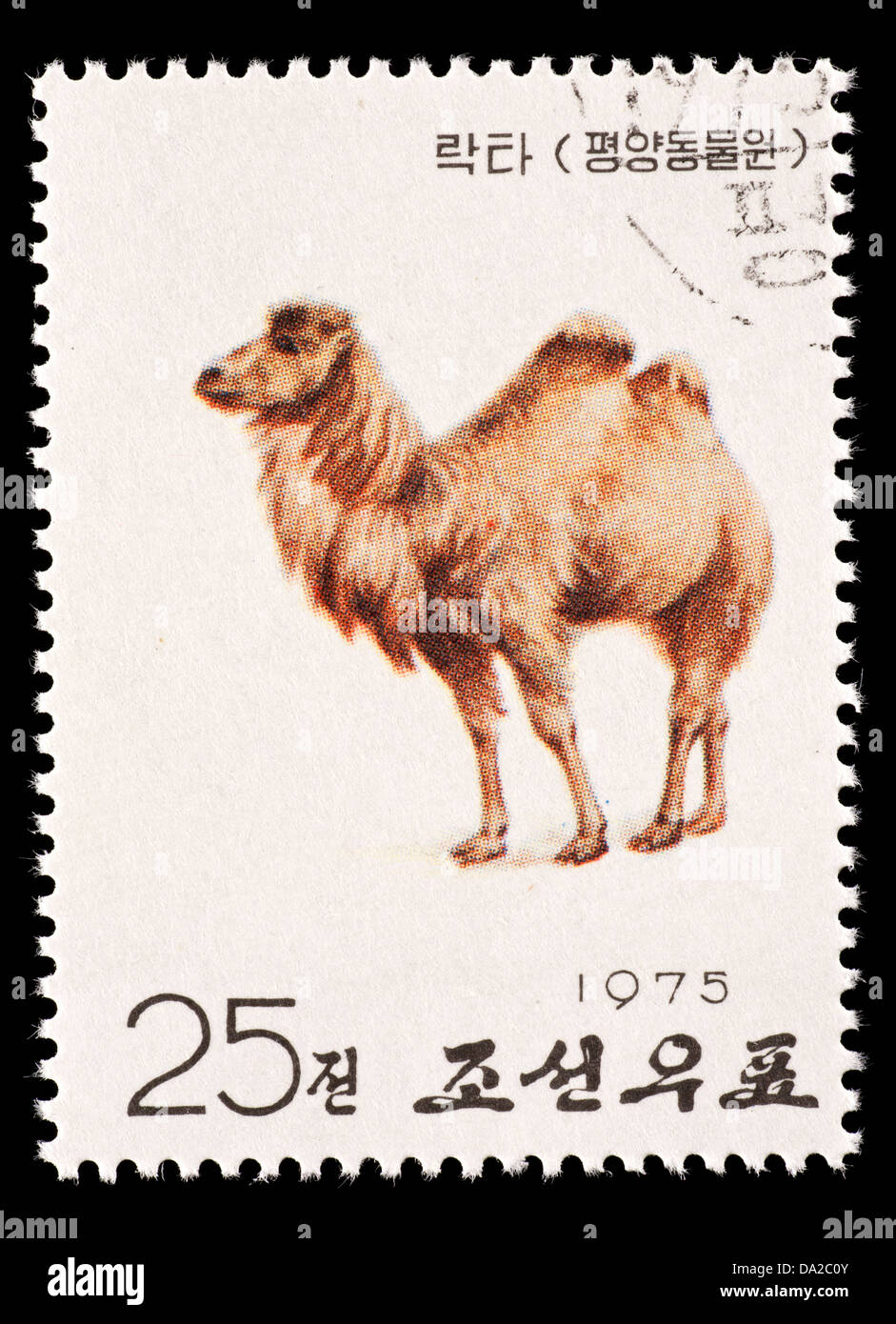 Postage stamp from North Korea depicting a Bactrian camel (Camelus ...