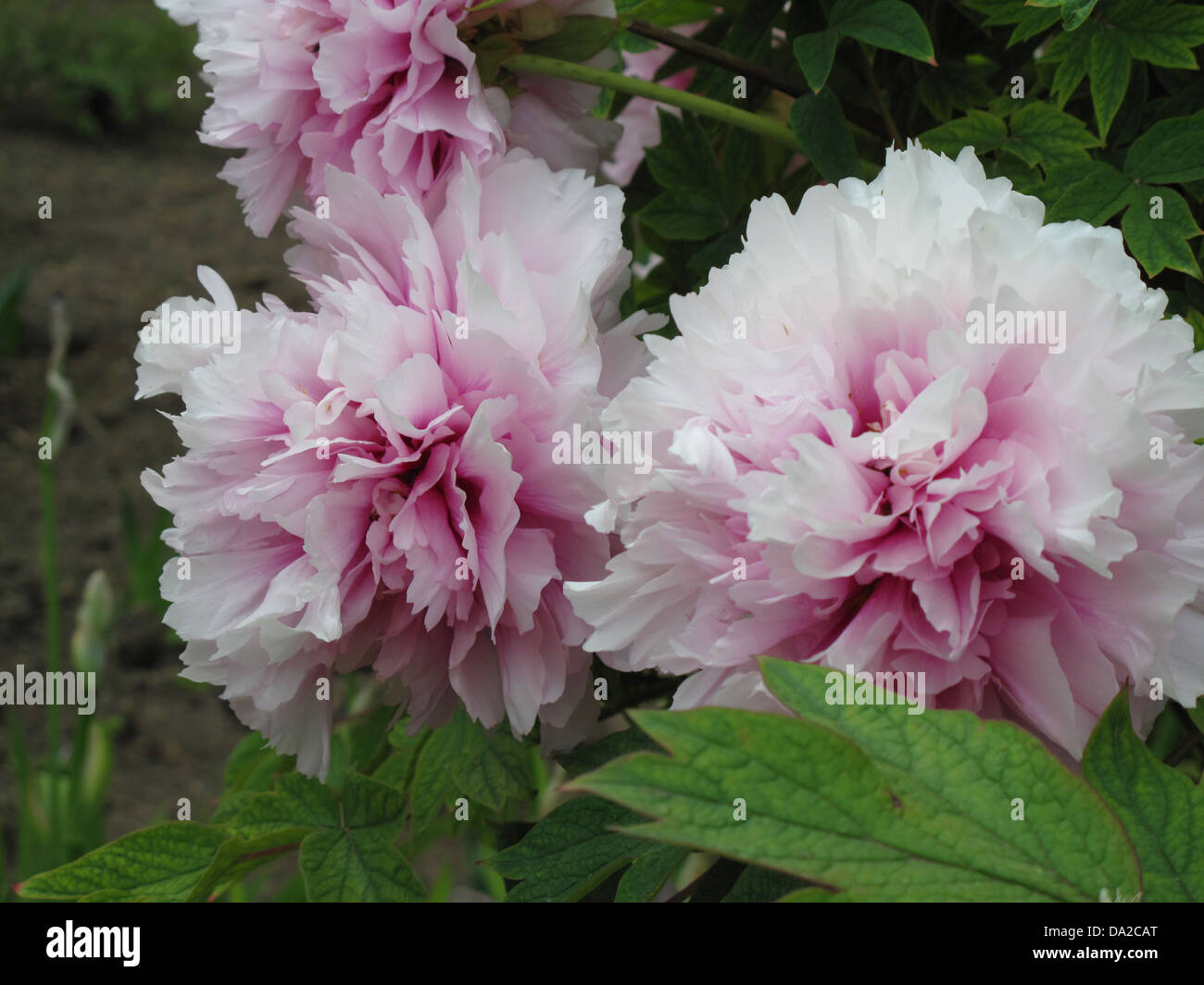 Pink peonies hi-res stock photography and images - Alamy