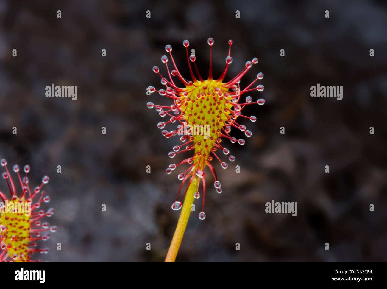 Oblong leaved sundew hi-res stock photography and images - Alamy