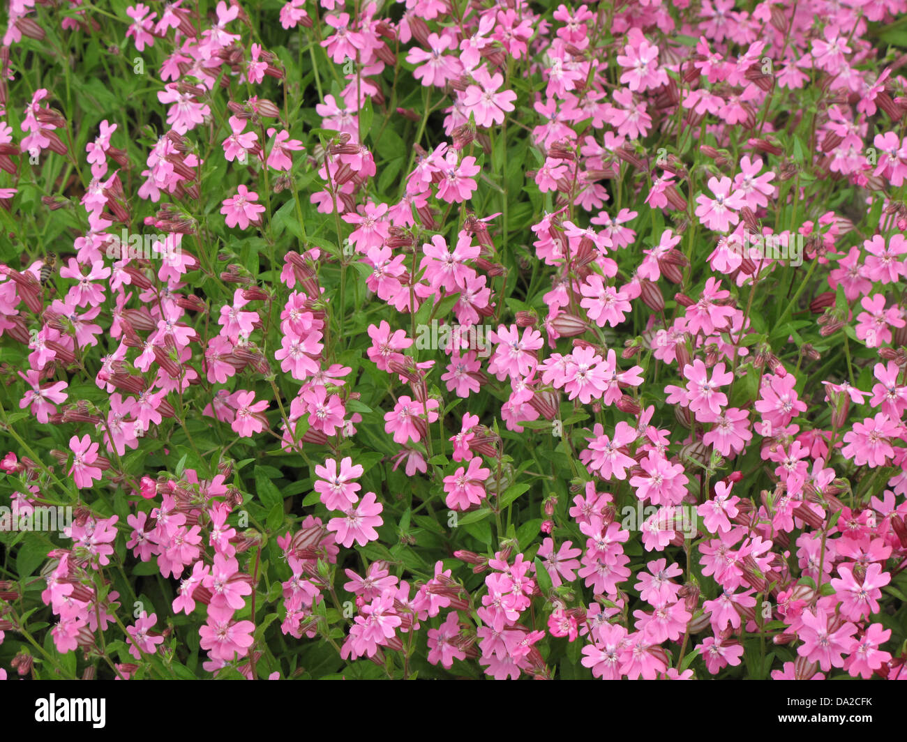 many small pink flowers Stock Photo - Alamy
