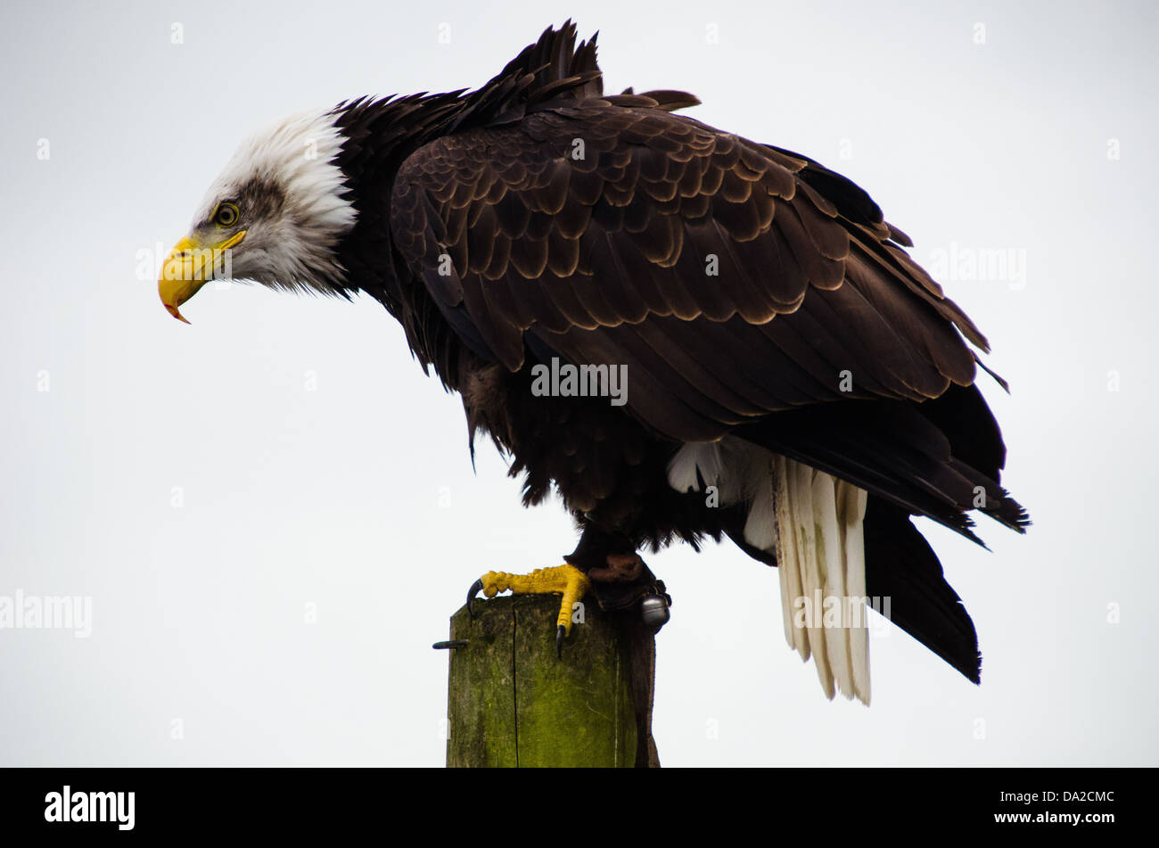 Eagle Feet Stock Photos & Eagle Feet Stock Images - Alamy