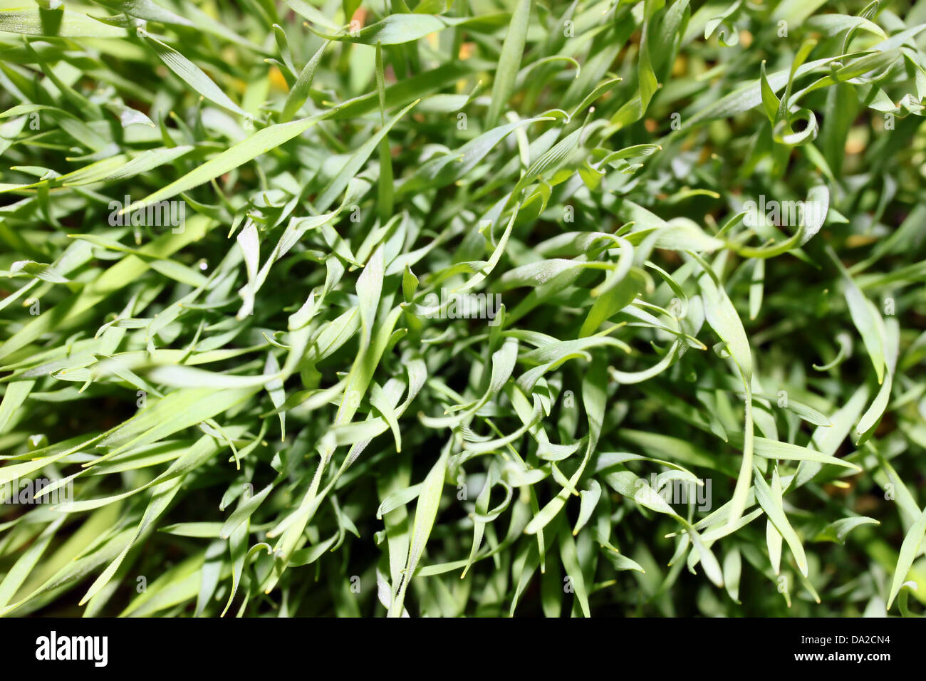Nature and fields hi-res stock photography and images - Alamy