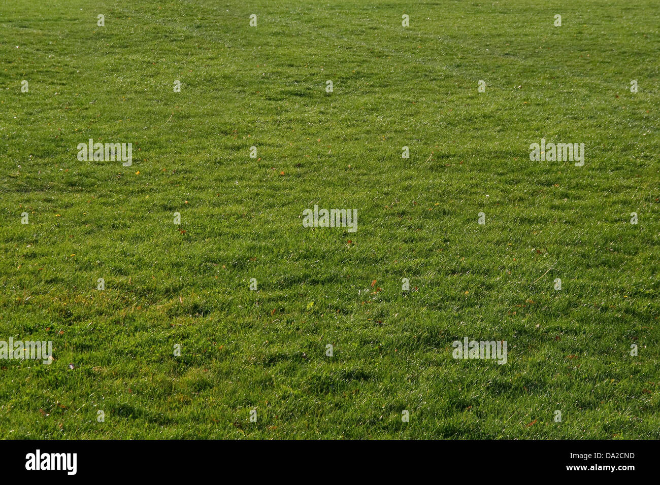 Horizontal shot grass plants hi-res stock photography and images - Alamy
