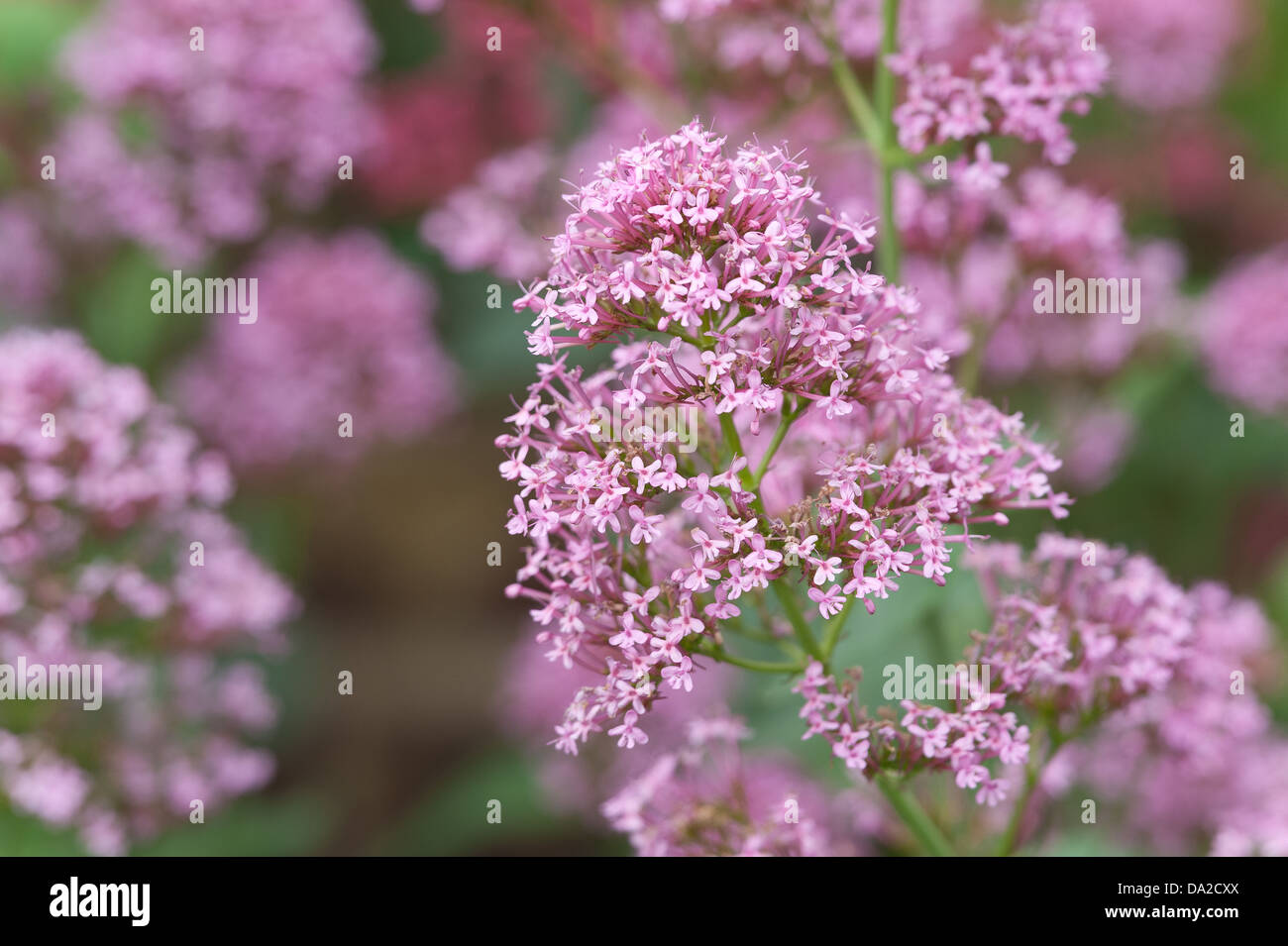 Pretty betsy hi-res stock photography and images - Alamy