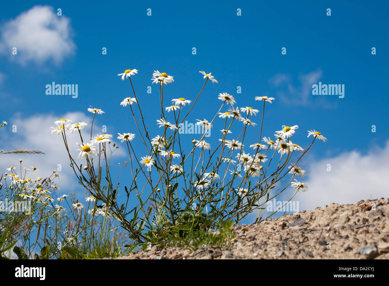 Leucanthemum vulgare; Oxeye daisy; common daisy; blooming Stock Photo ...