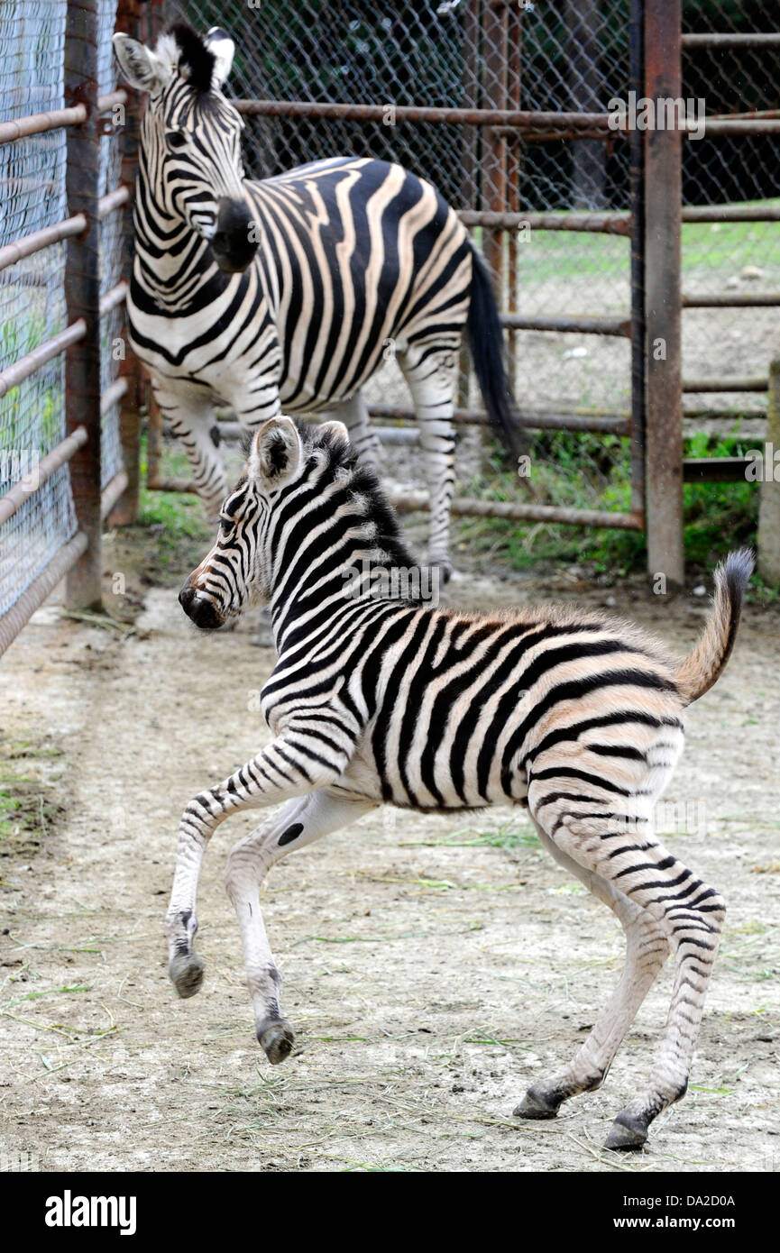 Chapman's zebra (Equus quagga chapmani Stock Photo - Alamy