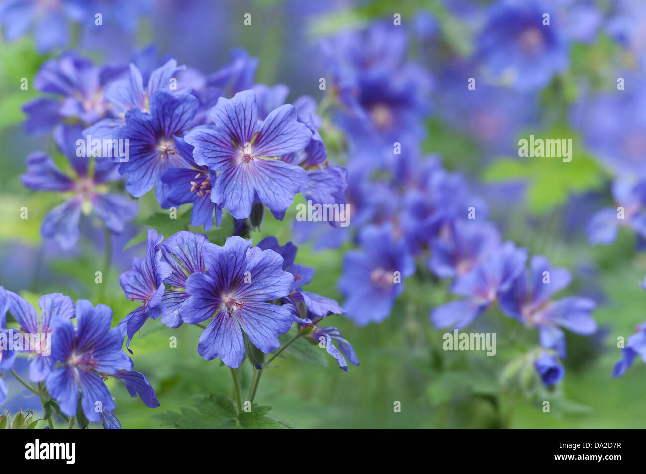 Geranium sanguineum magenta pink solitary flowers bloom with small ...