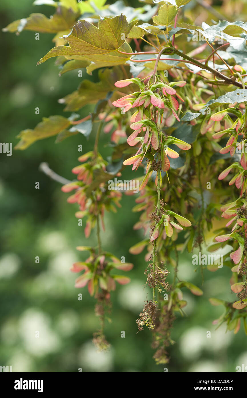 Sycamore acer tree seeds fruit developing in grape like clumps on ...