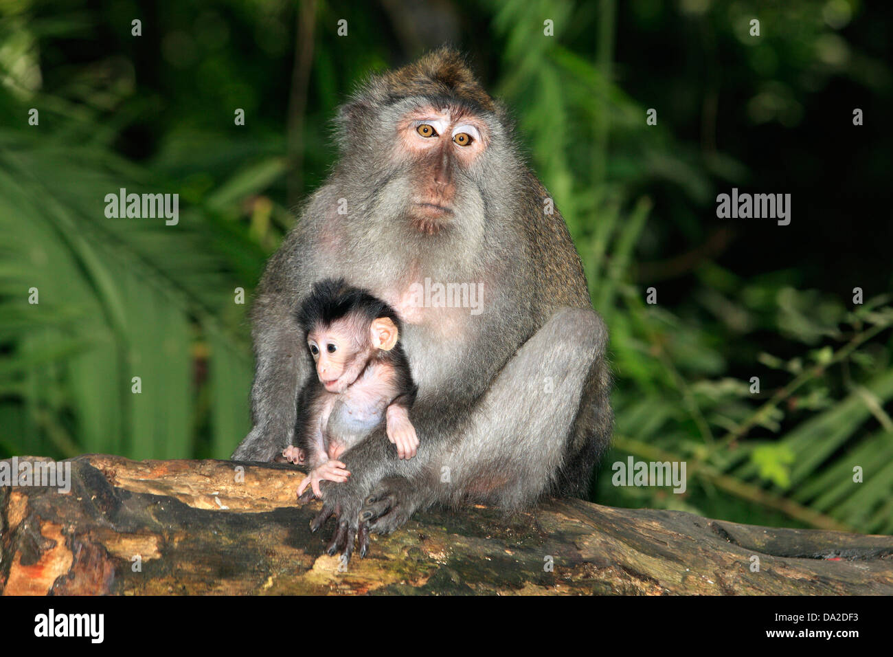 Female Long Tailed Macaque, Macaca fascicularis, holding her tiny baby ...