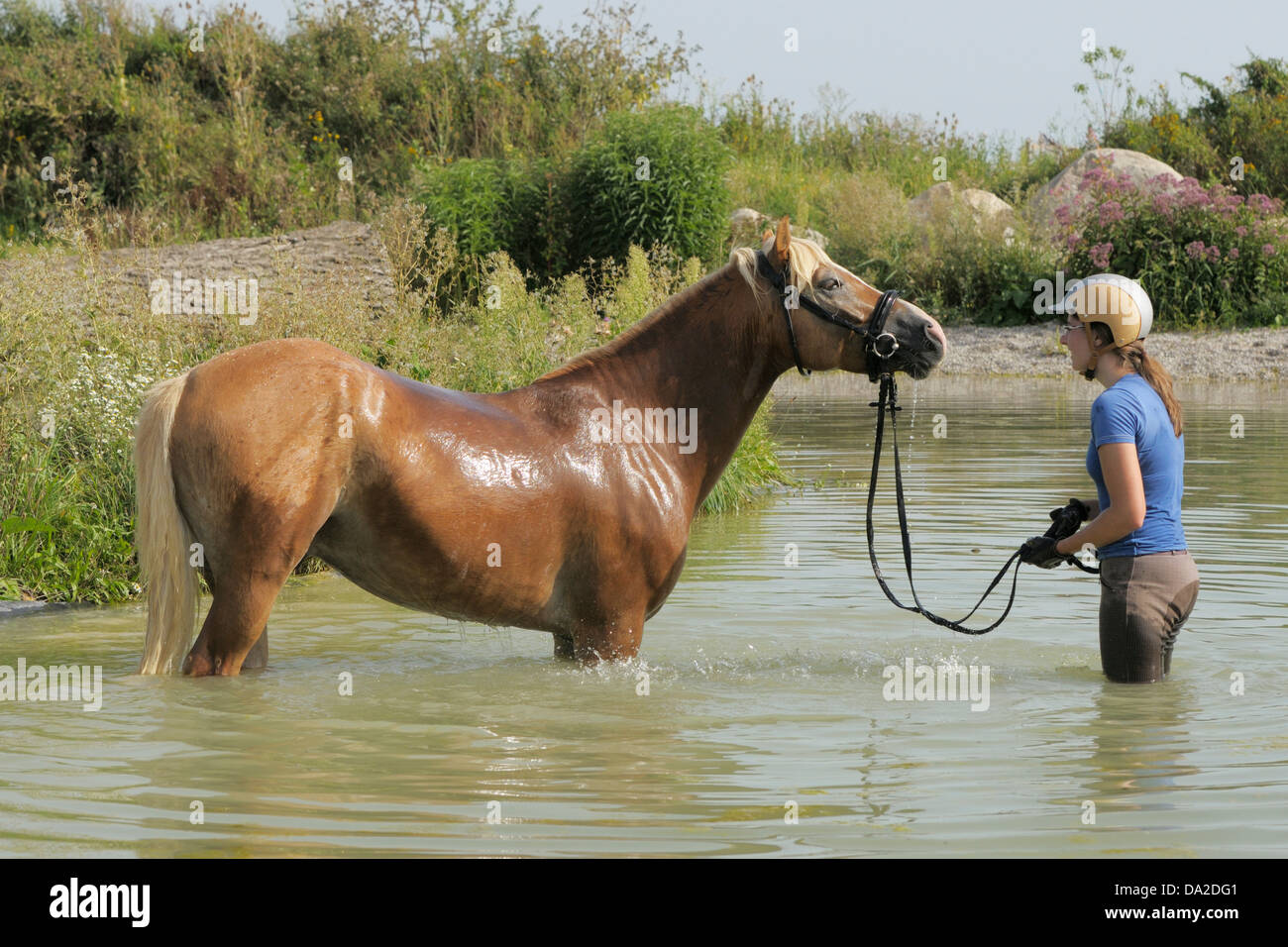 Cooling horse down hi-res stock photography and images - Alamy