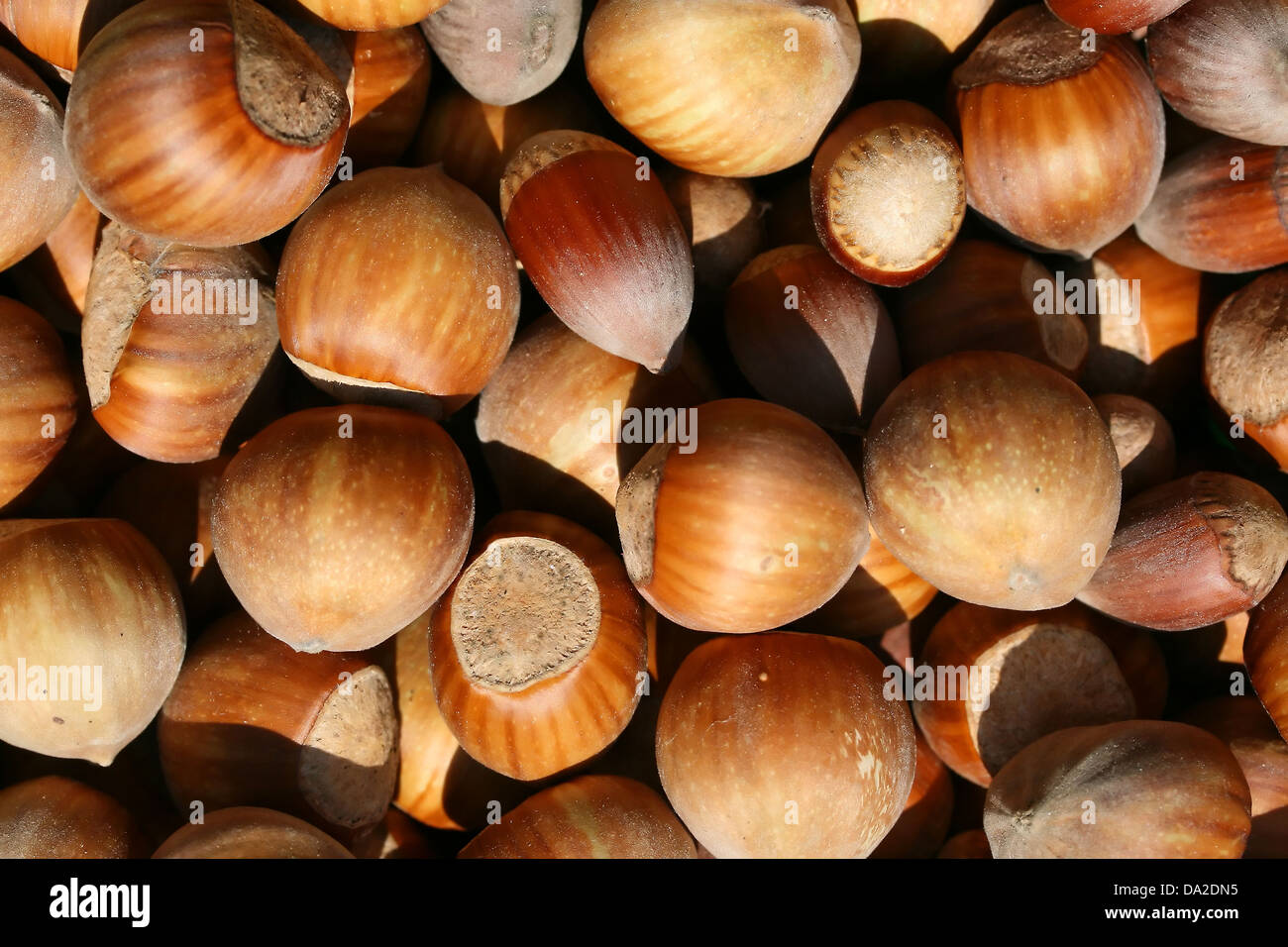 Hazelnut in shell hi-res stock photography and images - Alamy