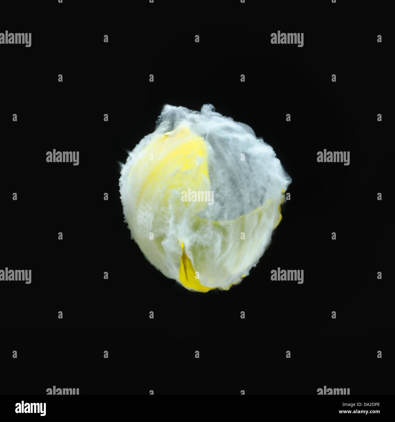 high speed flash capturing bursting balloon and visible sound wave ...