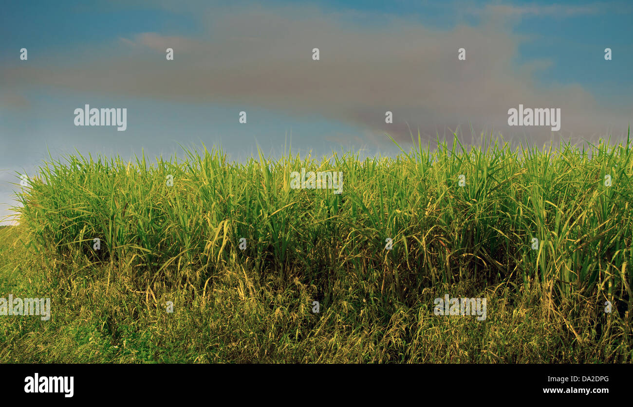 USA, Florida, Sugar cane field Stock Photo - Alamy
