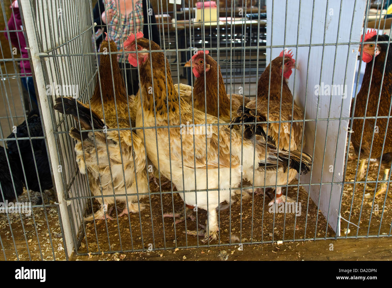 Poultry auction at monthly farmers market in Malton Ryedale North ...