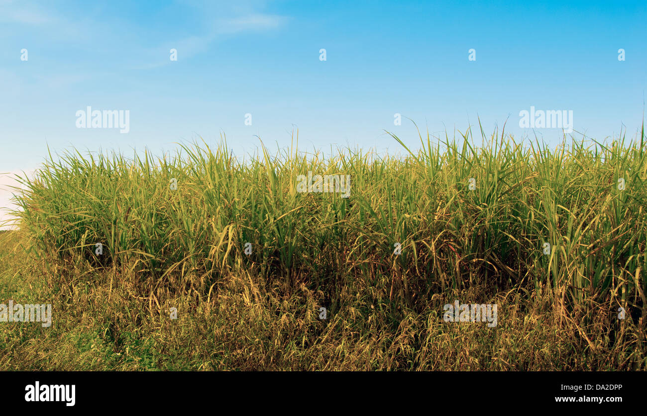 USA, Florida, Sugar cane field Stock Photo - Alamy
