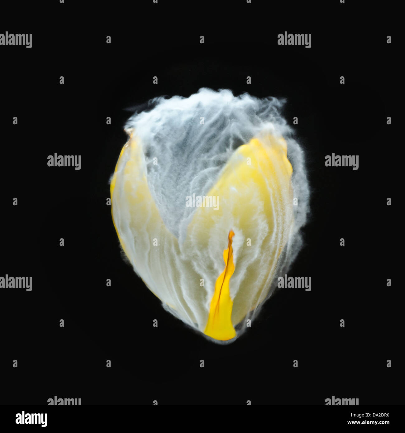 high speed flash capturing bursting balloon and visible sound wave ...