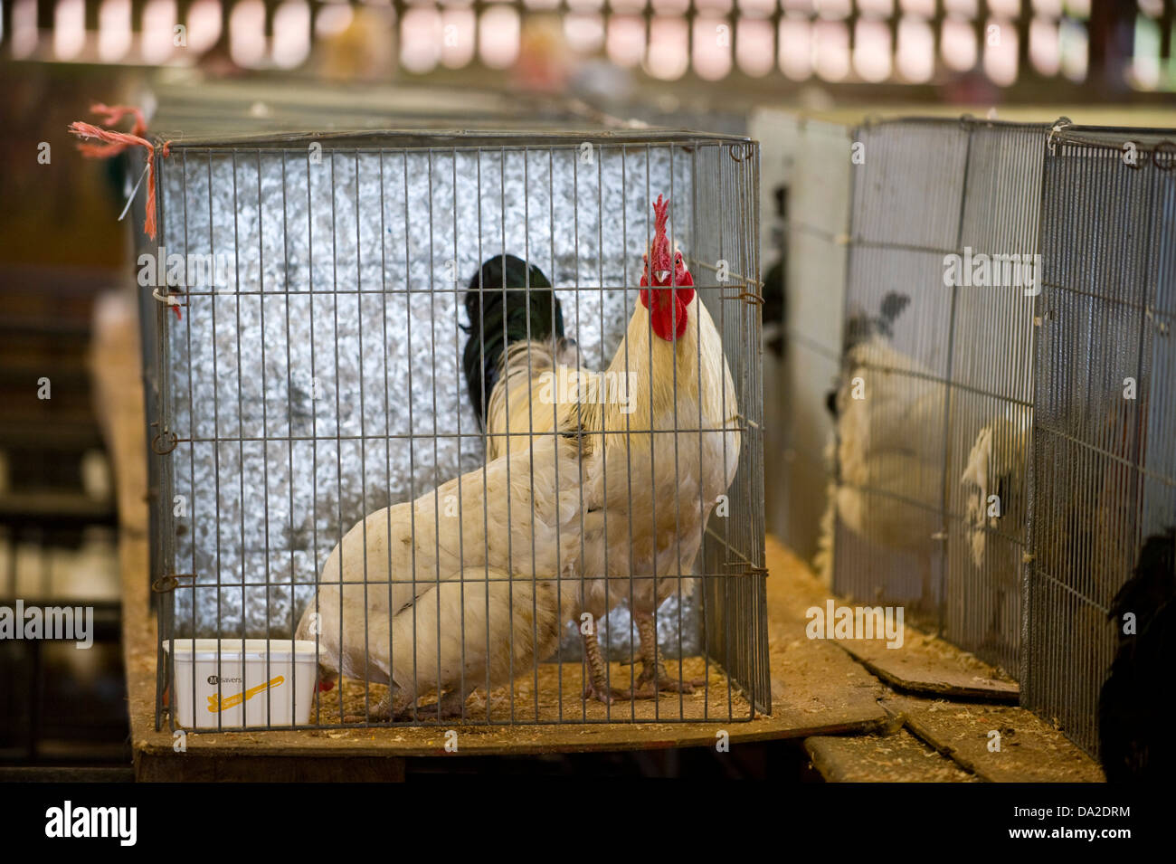 Poultry farmers hi-res stock photography and images - Alamy