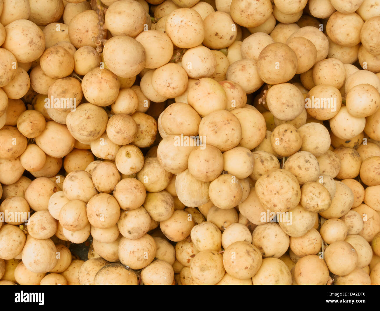 Organic Lansium domesticum (Longkong) in local market Thailand Stock ...