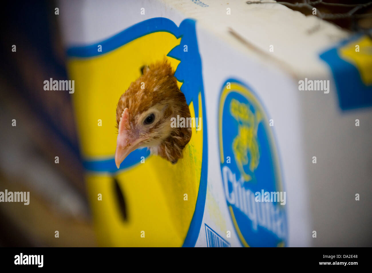 Poultry auction at monthly farmers market in Malton Ryedale North ...