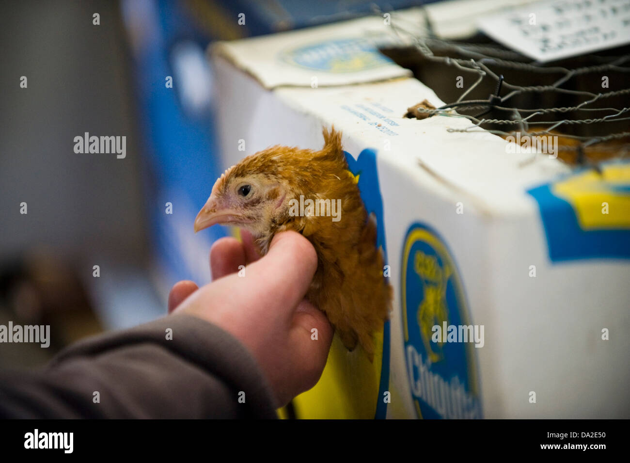 Poultry auction at monthly farmers market in Malton Ryedale North ...