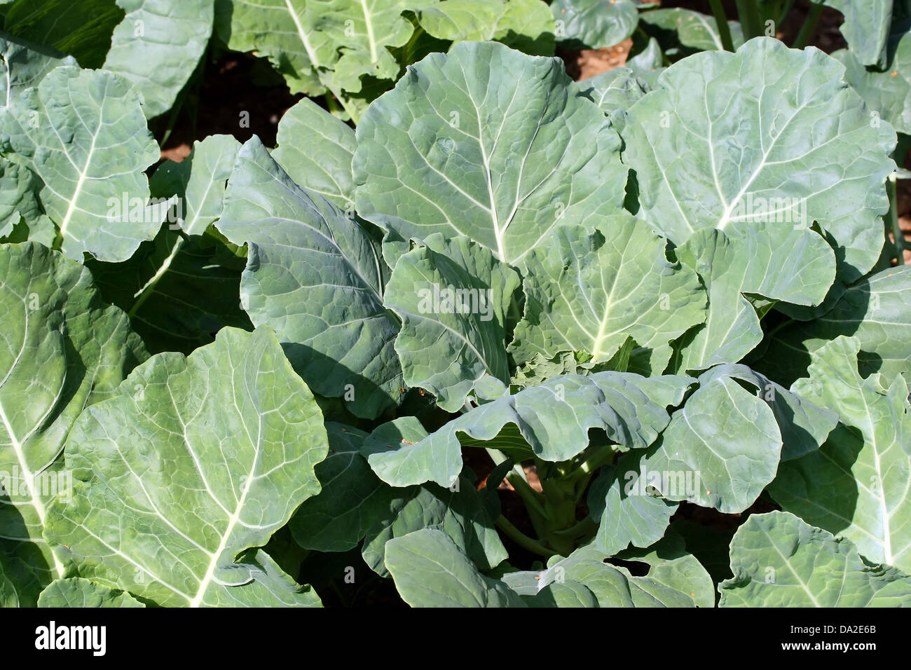 This is a close up shot of leafy cabbage, like some food or nature ...