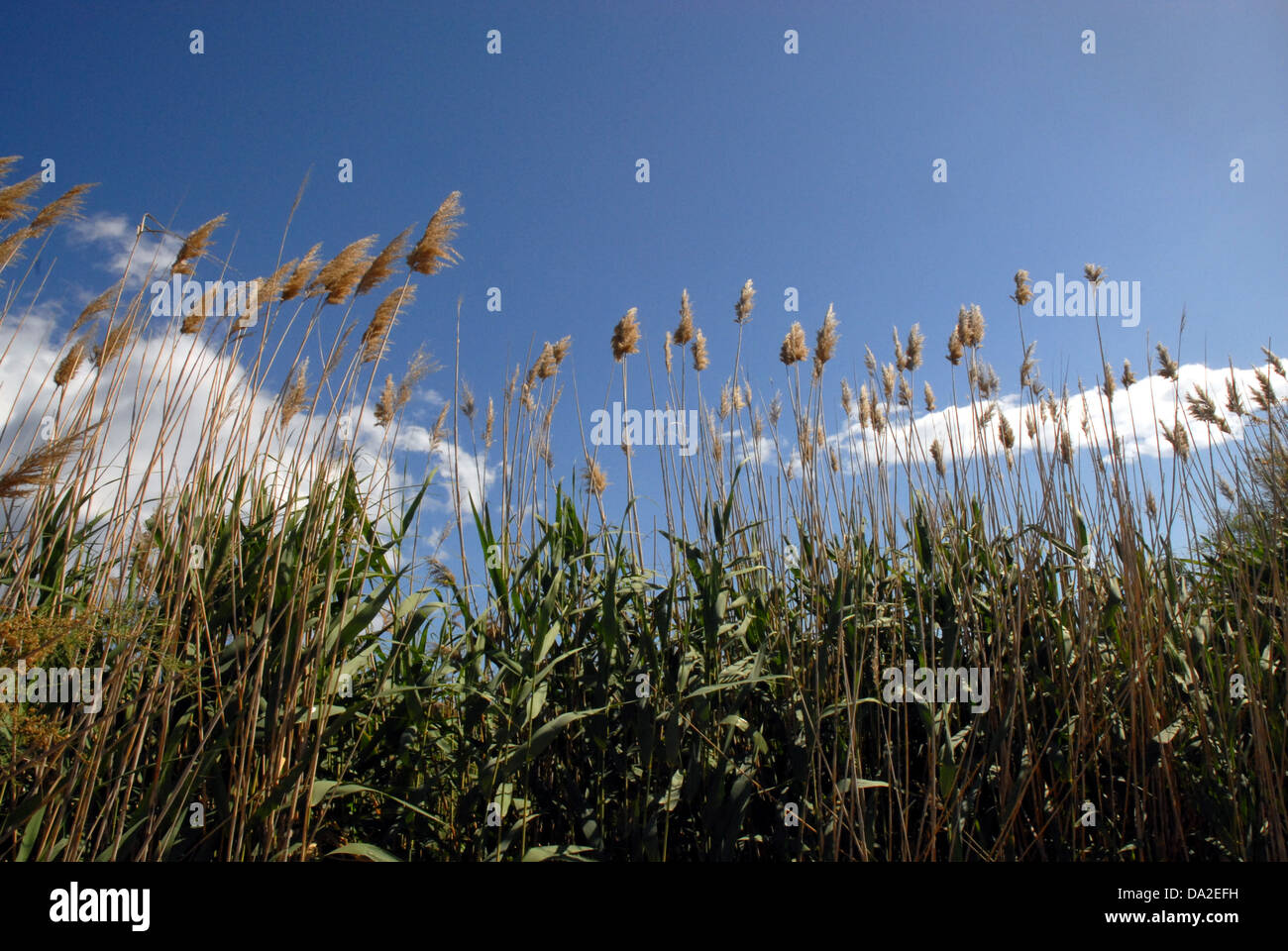 Tall Grasses blowing in wind Stock Photo - Alamy