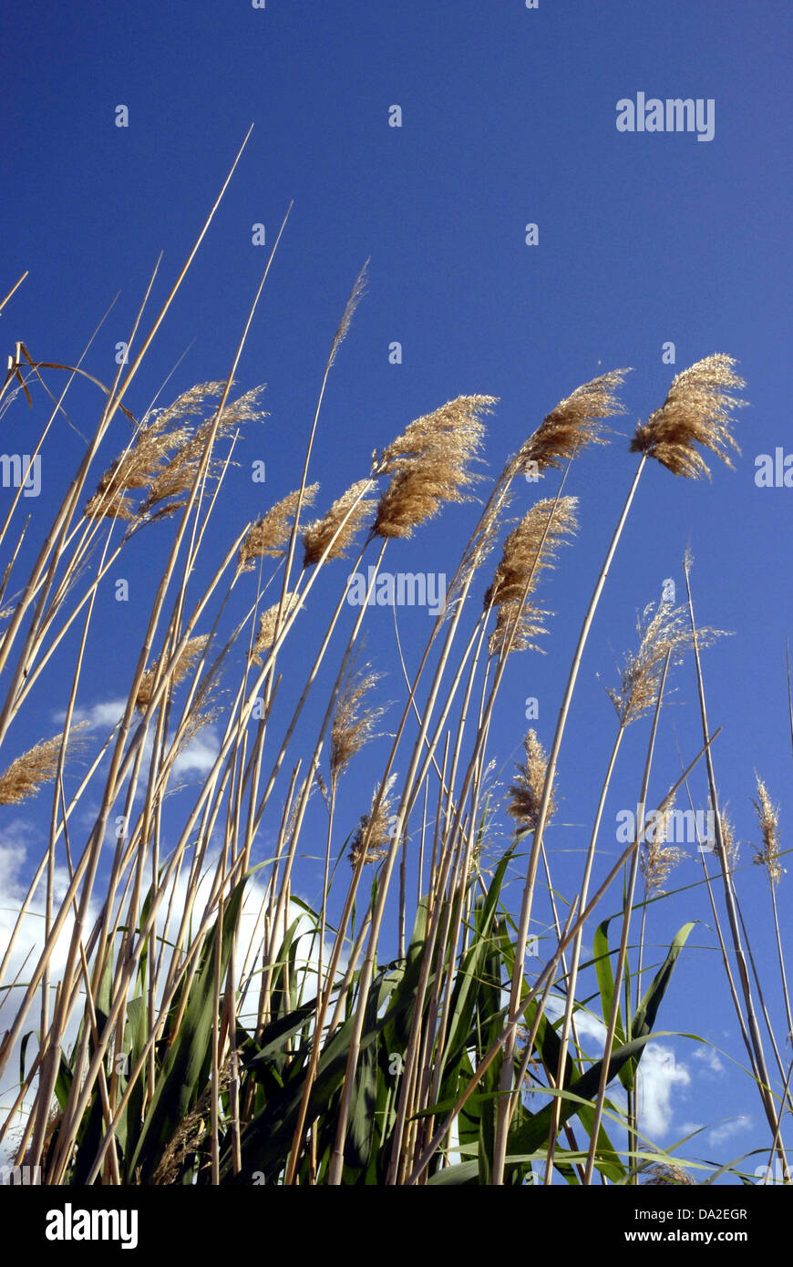 Tall Grasses blowing in wind Stock Photo - Alamy