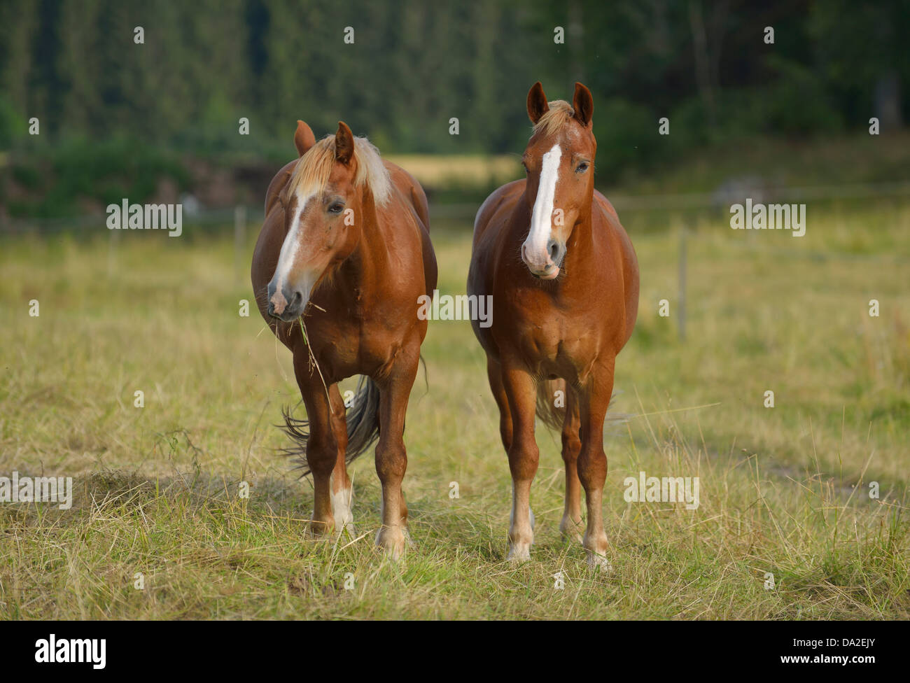 Equus ferus caballus hi-res stock photography and images - Alamy