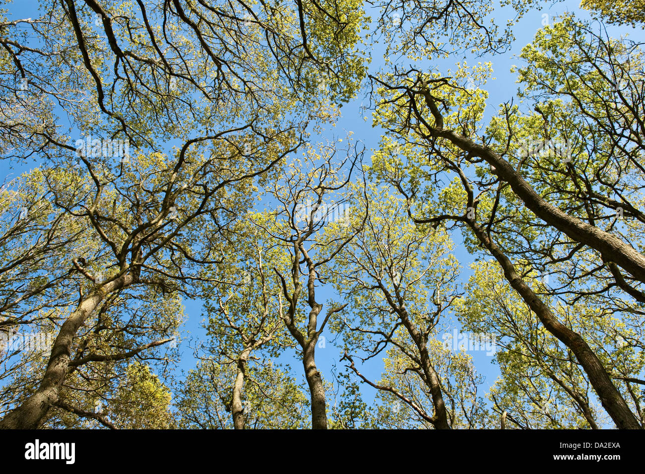 Oak wood wales spring hi-res stock photography and images - Alamy