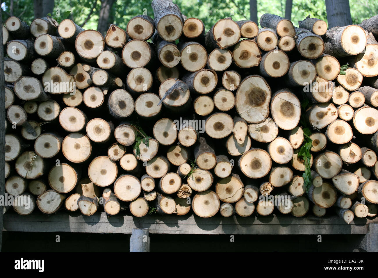 Closeup shot wood tree hi-res stock photography and images - Alamy