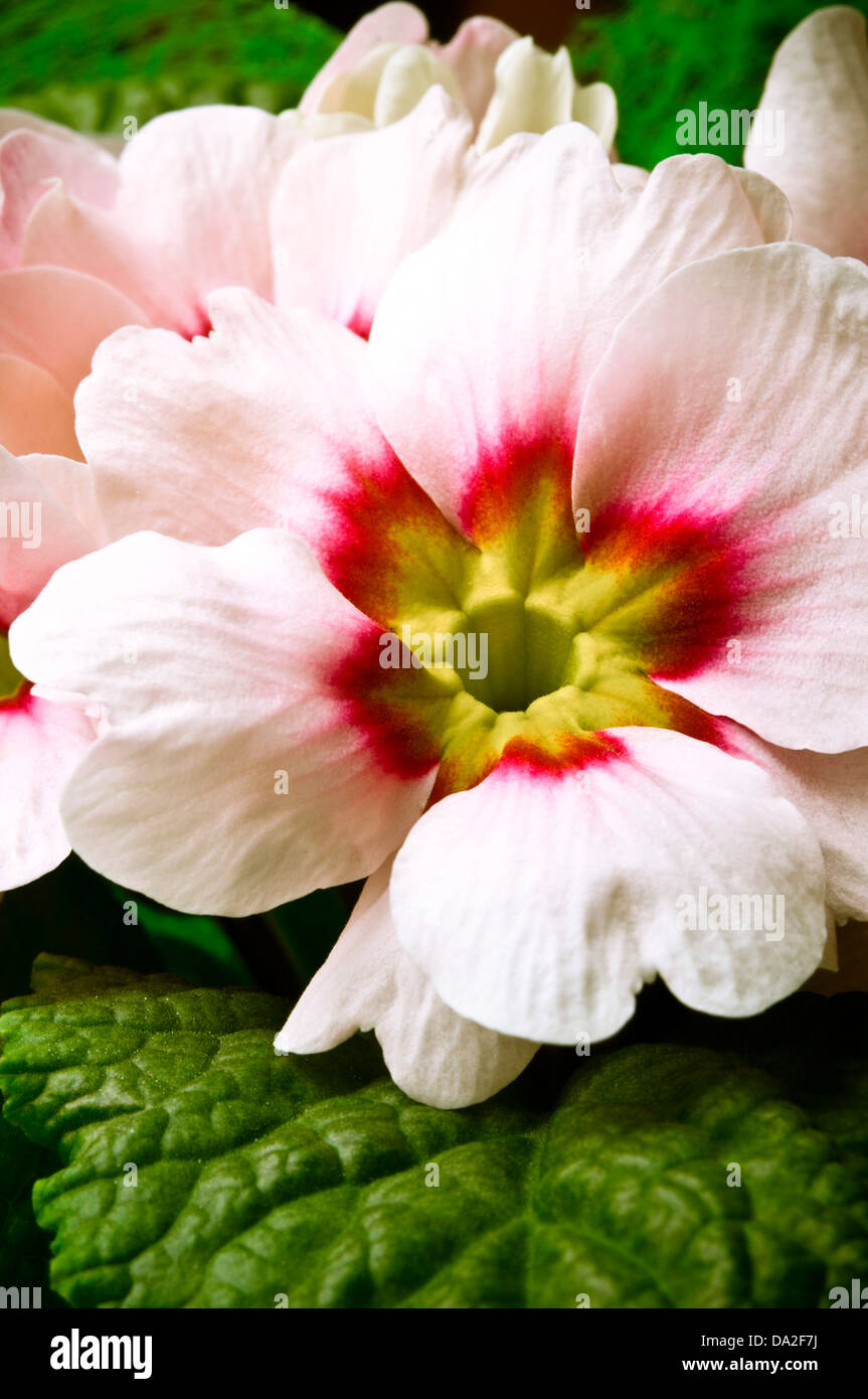 pink Primrose flowers Stock Photo - Alamy