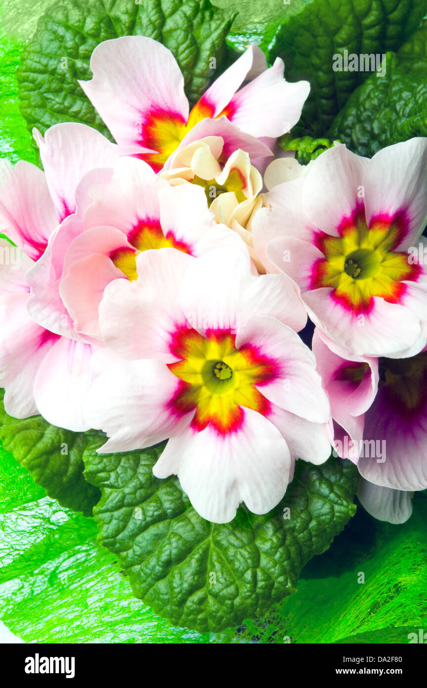 pink Primrose flowers Stock Photo - Alamy