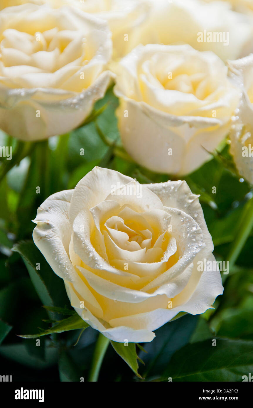 bouquet of white roses Stock Photo - Alamy