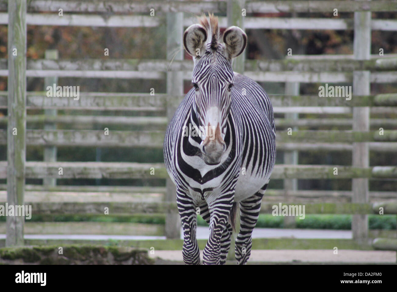 Equus Quagga - Plains Zebra Stock Photo - Alamy
