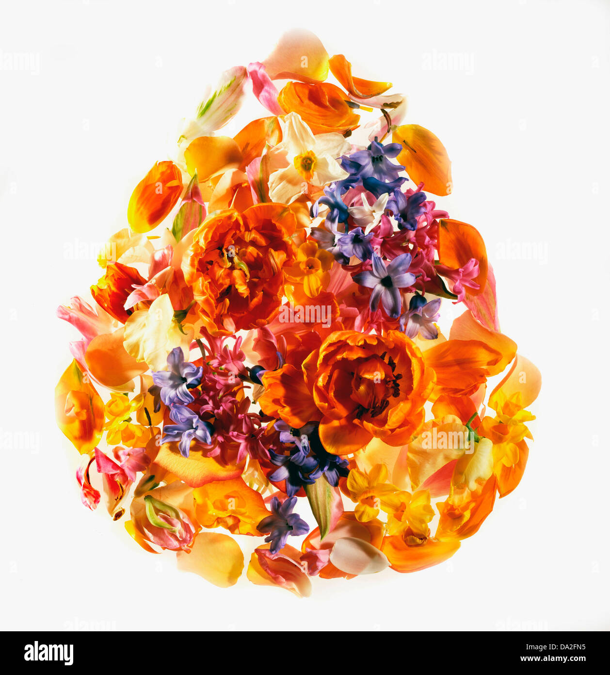 Shot of flower hi-res stock photography and images - Alamy