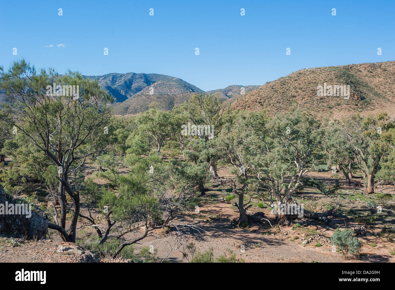 Grass Trees Flinders High Resolution Stock Photography and Images - Alamy