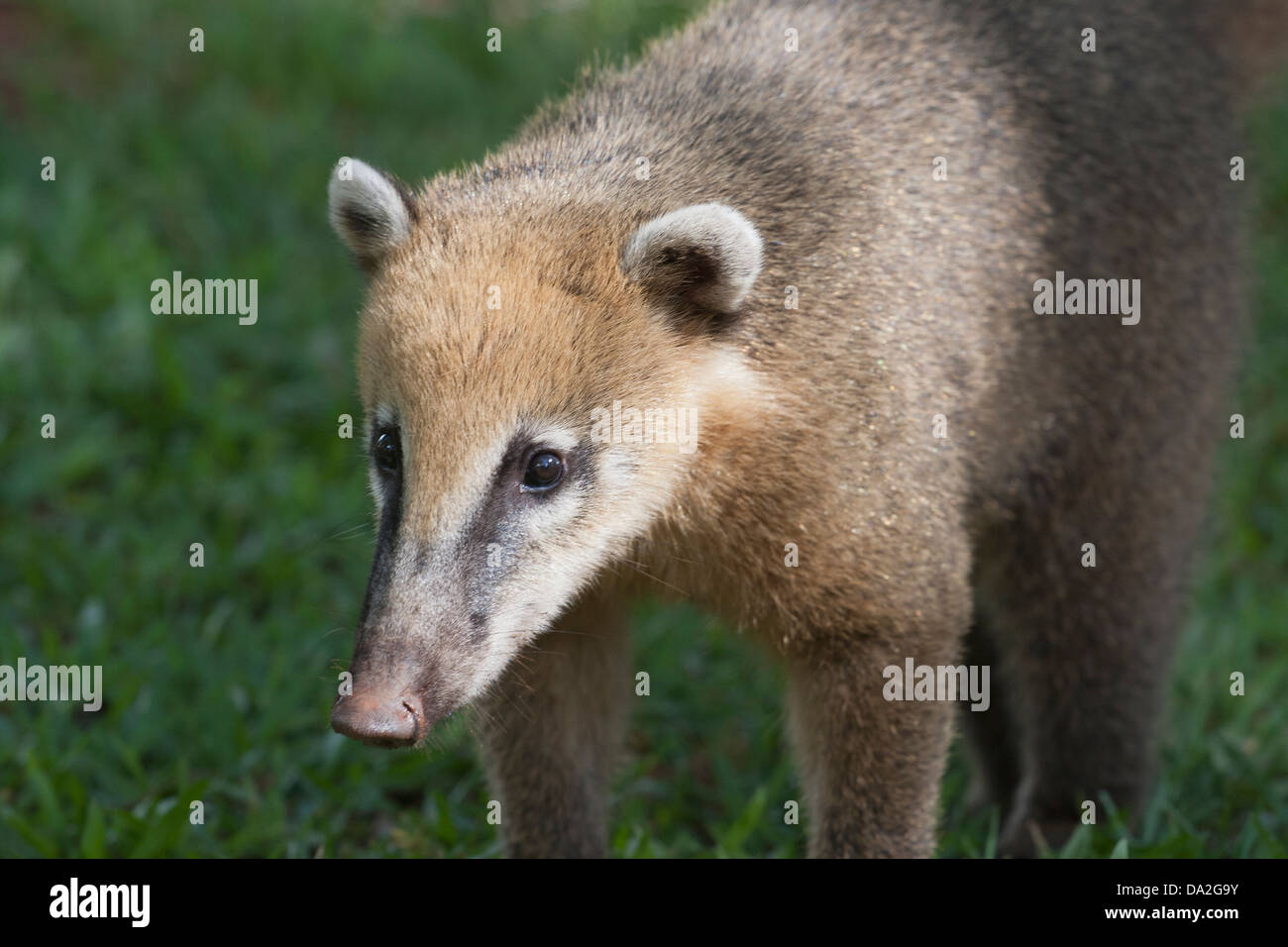 Coati in the rainforest near Iguazu Falls Stock Photo - Alamy