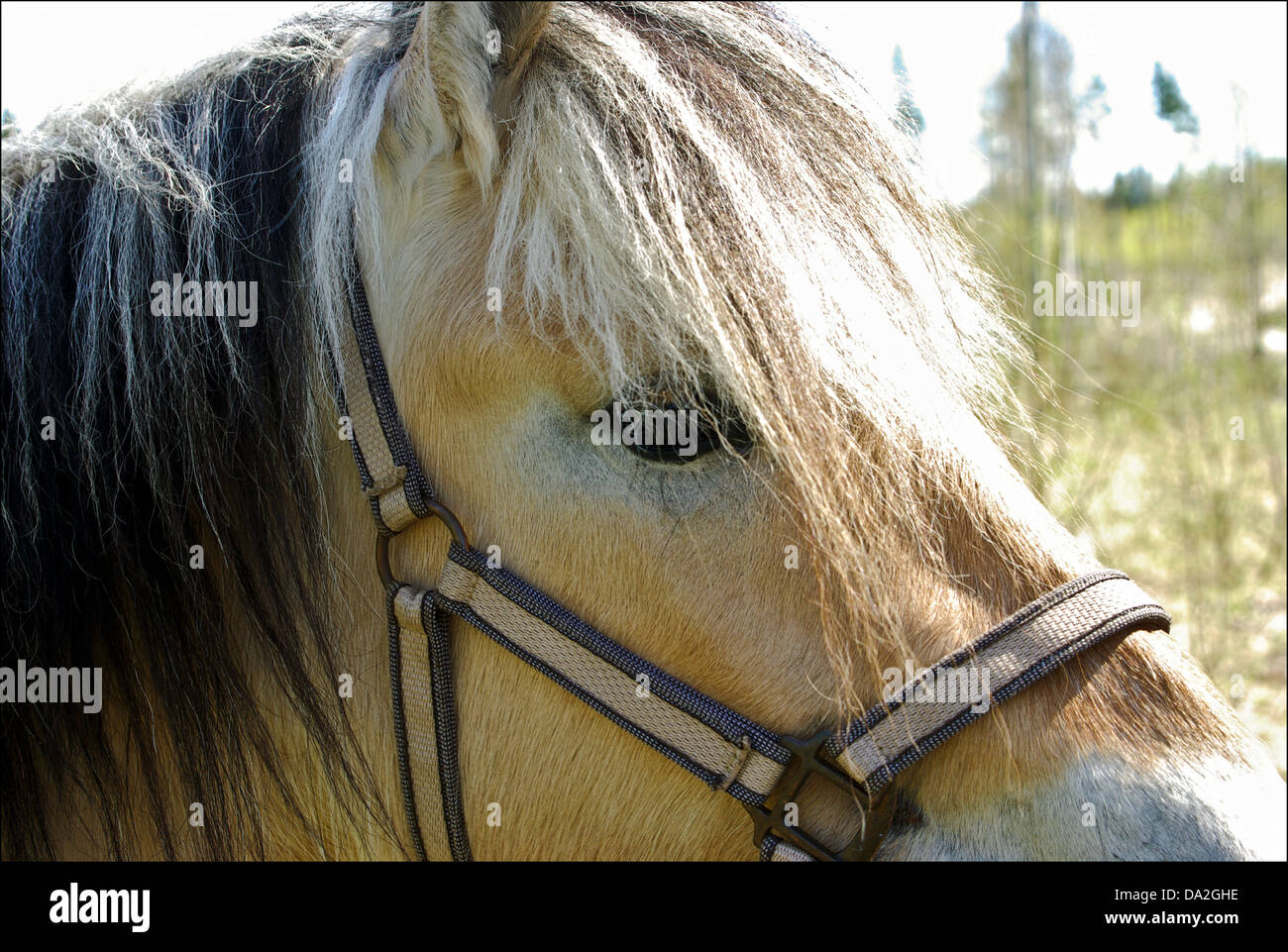 Pony head hi-res stock photography and images - Alamy