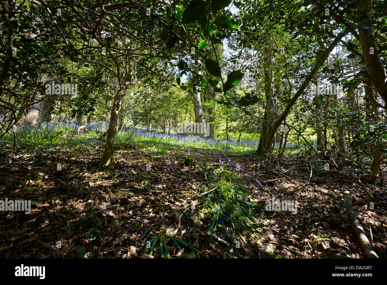 Blue Bell woodland at Welcombe, North Devon Stock Photo - Alamy