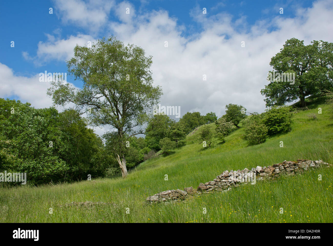 Woods nature reserve england uk hi-res stock photography and images - Alamy