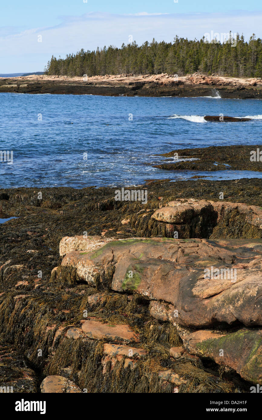 Atlantic coast shoreline at Wonderland, Acadia National Park, Maine ...