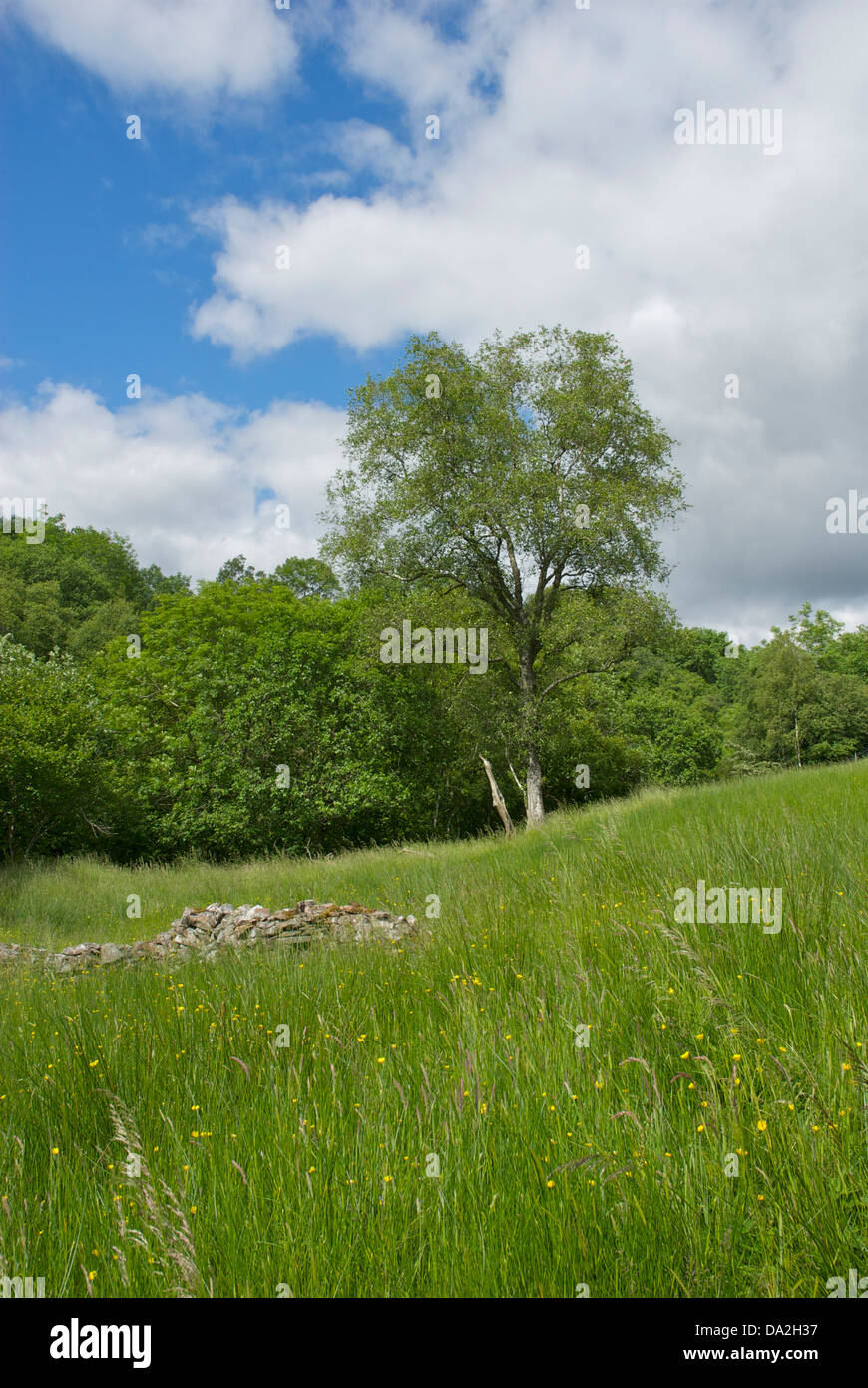 Woods nature reserve england uk hi-res stock photography and images - Alamy