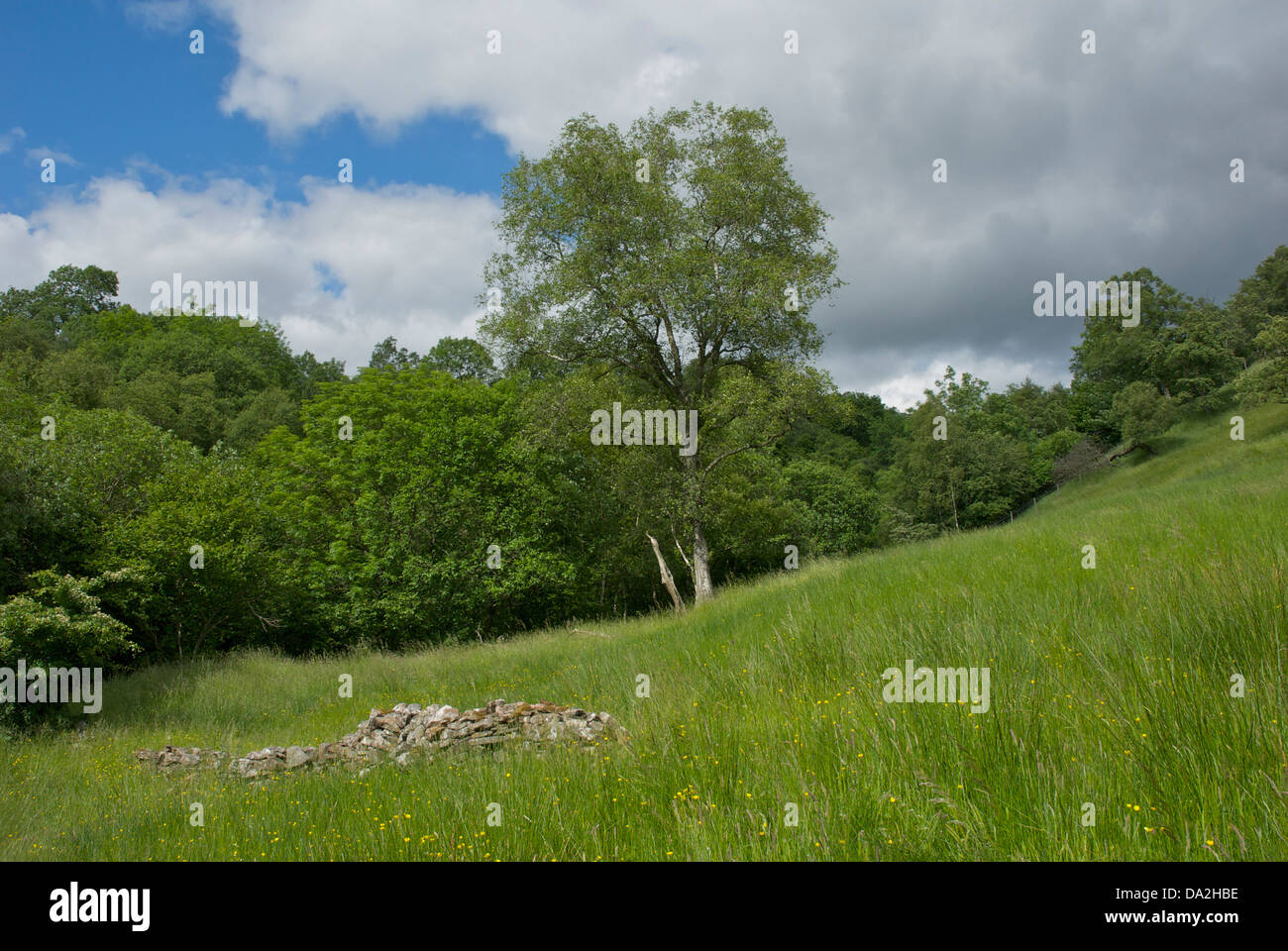 Woods nature reserve england uk hi-res stock photography and images - Alamy