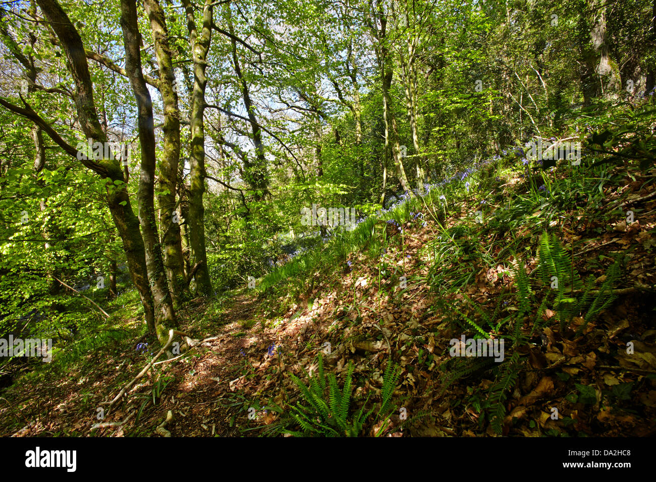 Blue Bell woodland at Welcombe, North Devon Stock Photo - Alamy