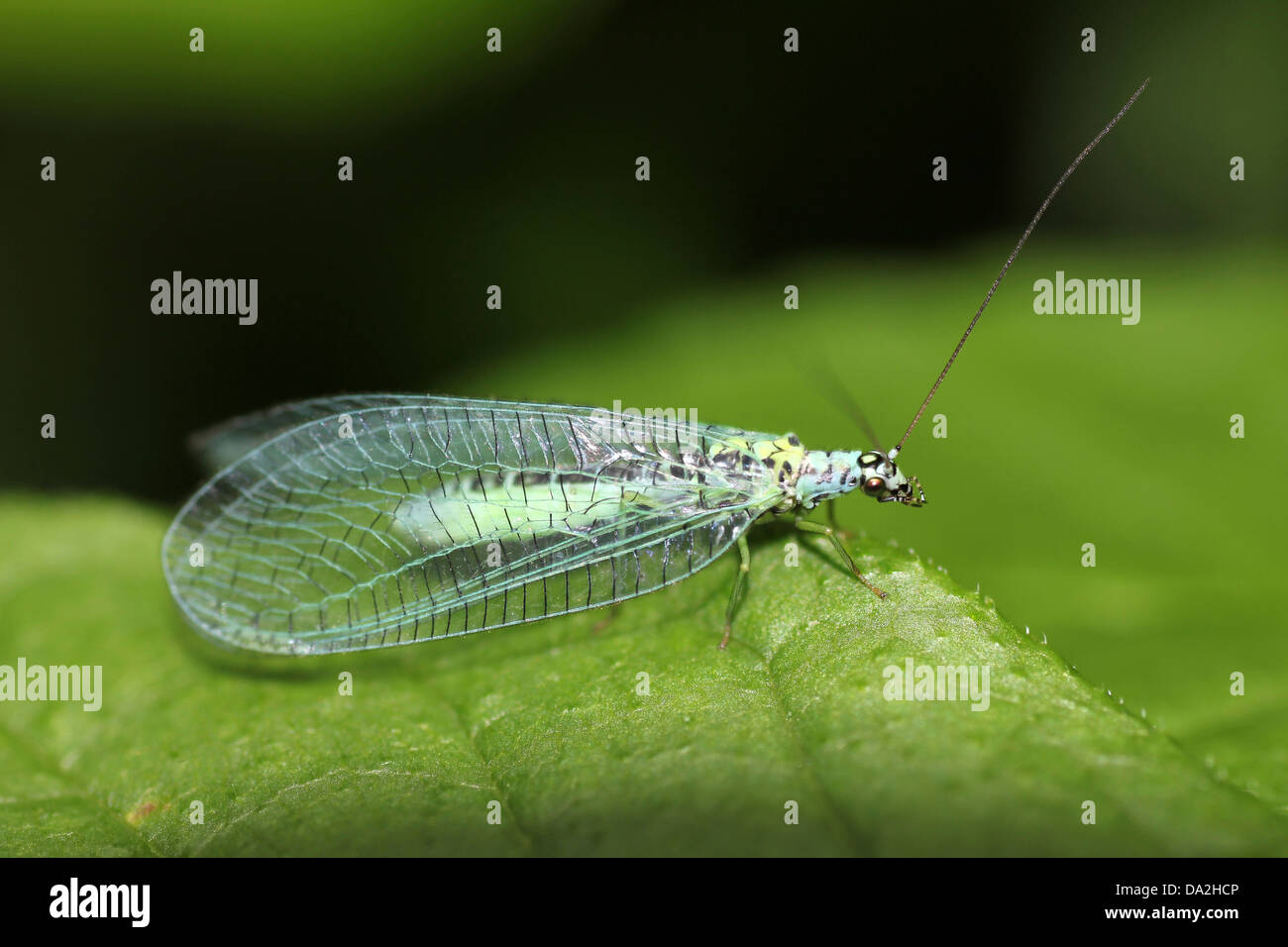 Chrysopa perla hi-res stock photography and images - Alamy